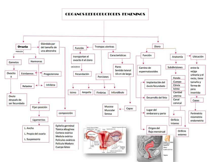 Órganos Reproductores Femeninos | TANIA EVELIN BUSTAMANTE MENDOZA | uDocz