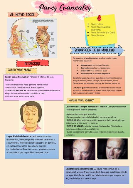 Semiología pares craneales VII-VIII-IX-X-XI-XII | luz heredia | uDocz