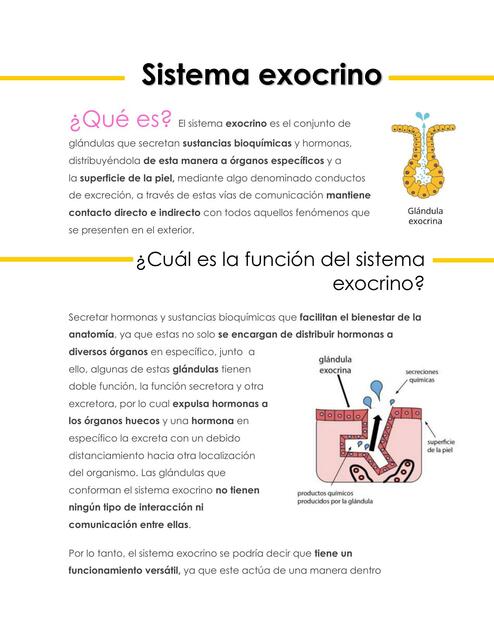 Sistema exocrino | Celis Valero | uDocz