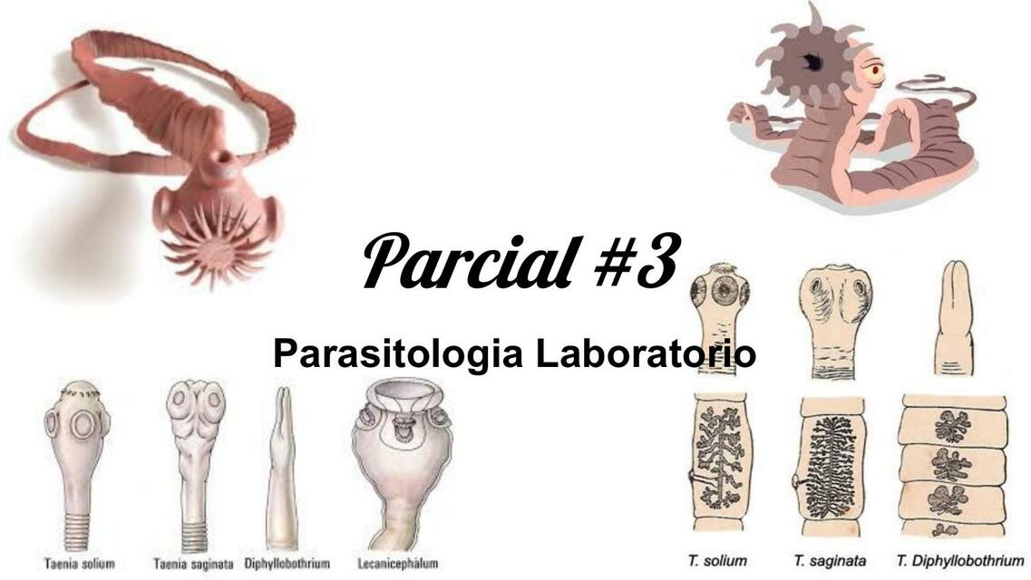 Resúmenes de Cestodos intestinales | Descarga apuntes de Cestodos ...