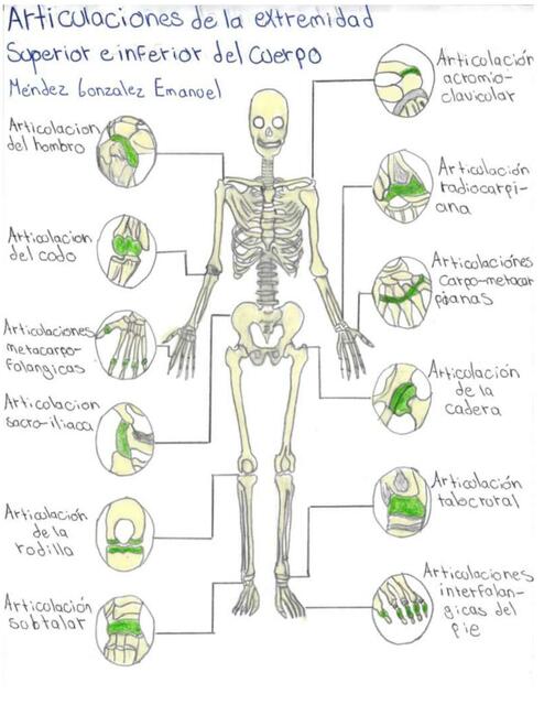 Articulaciones de la extremidad superior e inferior | Emanuel Méndez ...