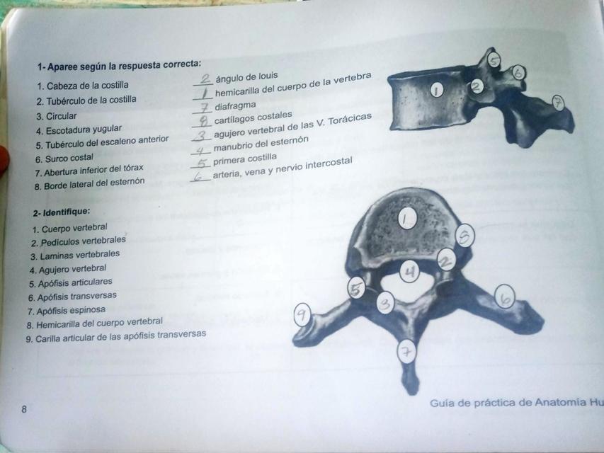 Anatomia | Argelis Tapia | uDocz