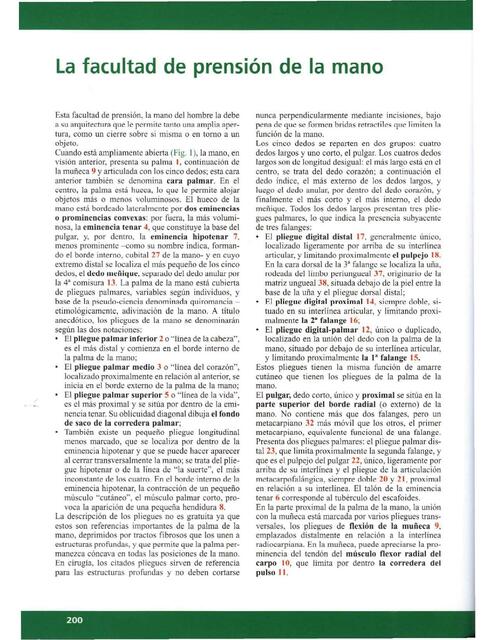 La facultad de prensión de la mano | mario zatarain | uDocz