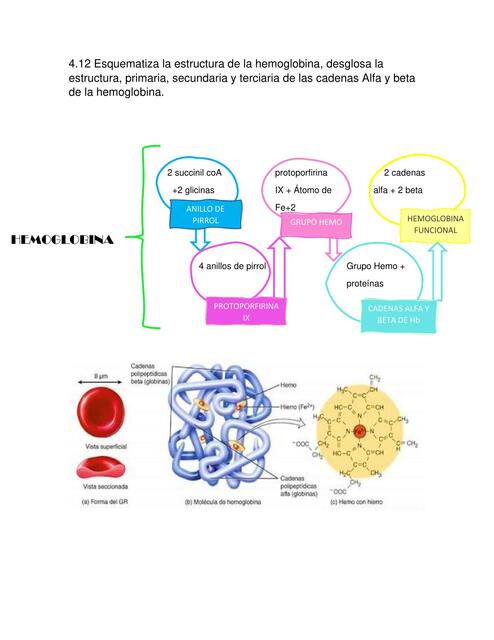 Hemoglobina | mario zatarain | uDocz