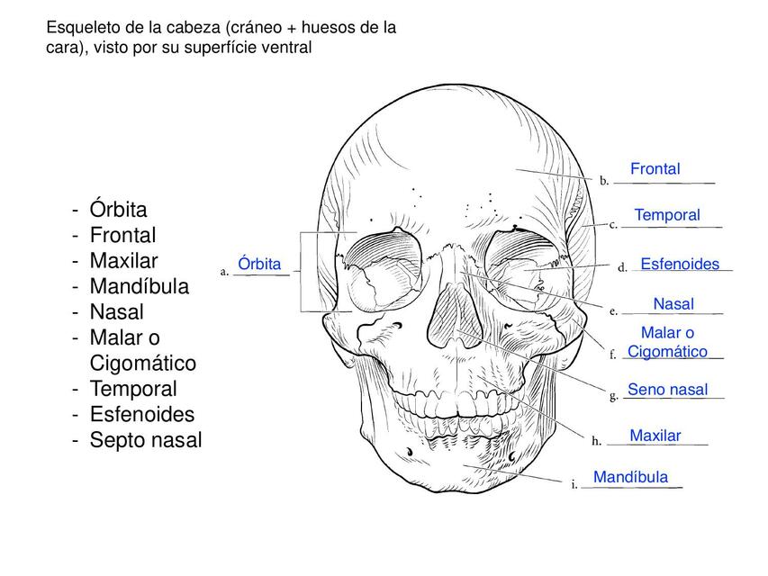 Resúmenes de Apóﬁsis cigomática | Descarga apuntes de Apóﬁsis cigomática