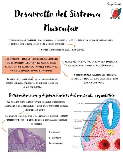 Desarrollo del Sistema Muscular | Ana OC | uDocz
