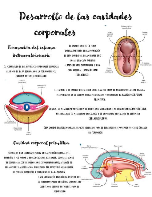 Desarrollo de las cavidades corporales | Ana OC | uDocz Desarrollo de las cavidades corporales | Ana OC | uDocz
