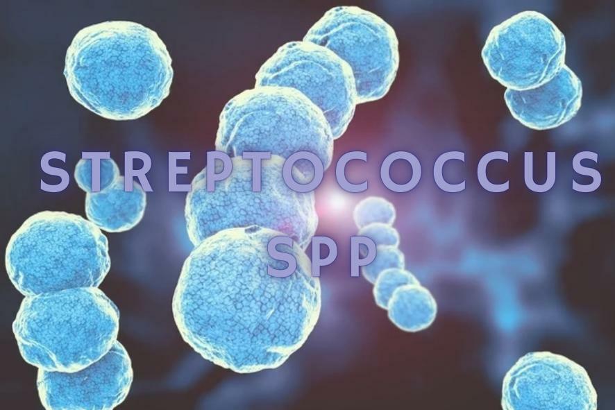 Streptococcus | CEREBROS MEDICOS | uDocz