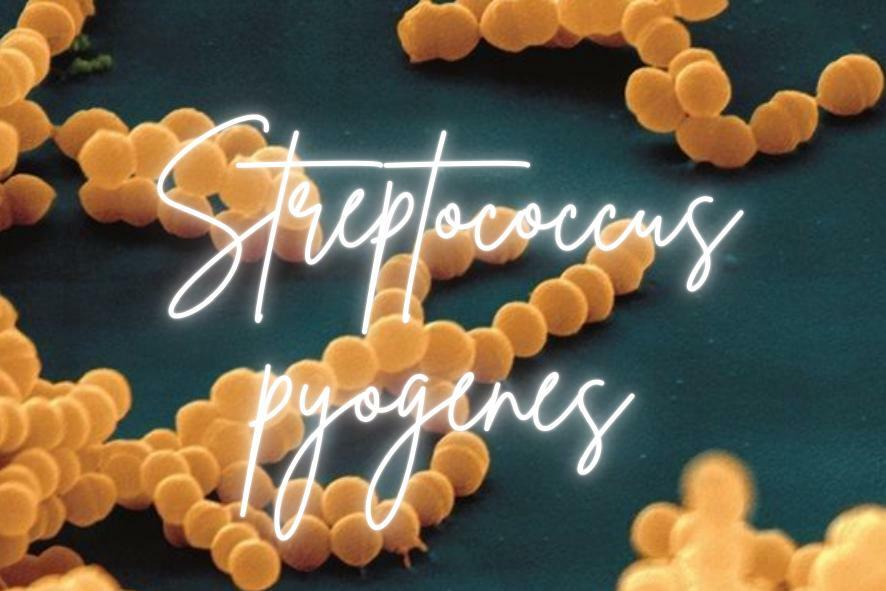 13 Streptococcus pyogenes | CEREBROS MEDICOS | uDocz