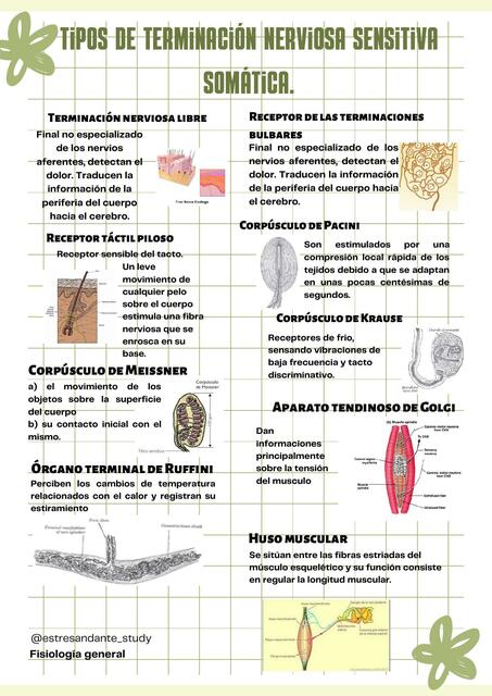 Tipos de Terminación Nerviosa Sensitiva Somática | Estresandante_Study ...