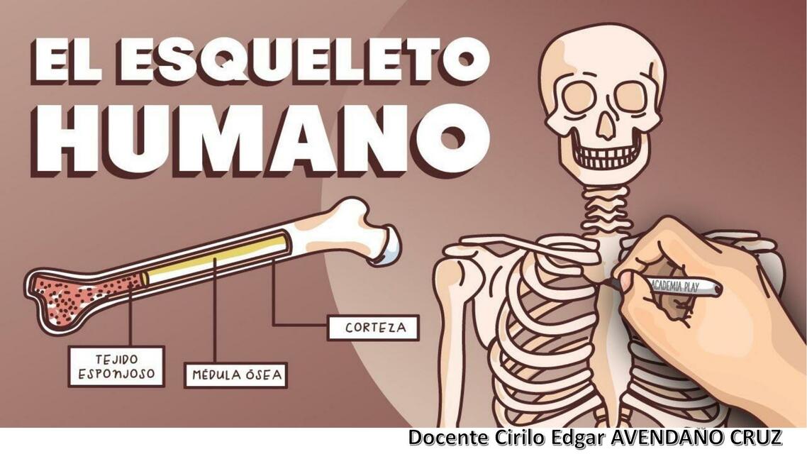 Osteología general y axial | Kim Eduard | uDocz