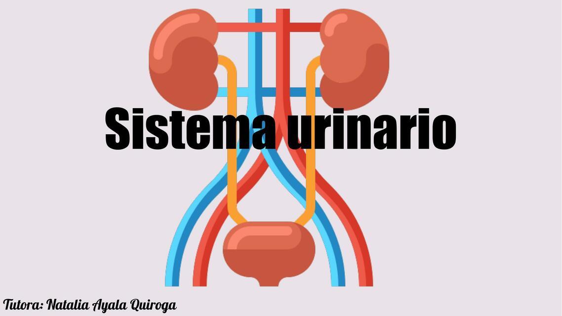 ANATOMÍA Sistema urinario | uDocz