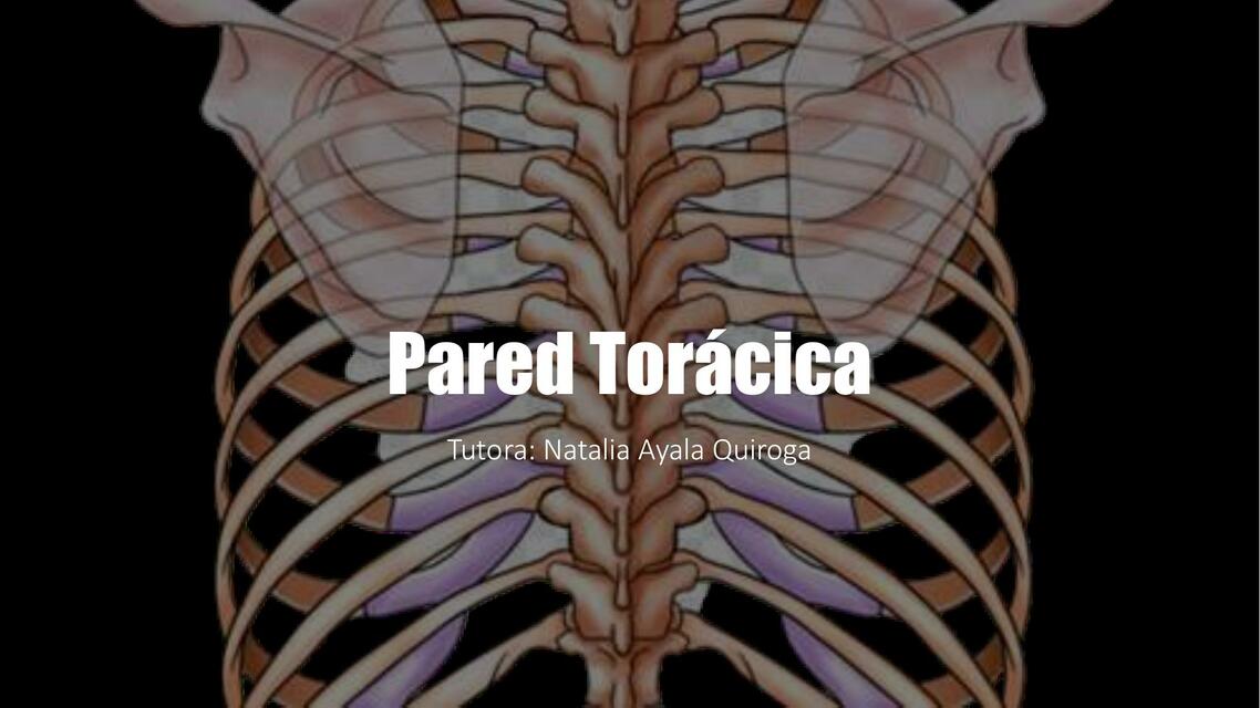 Anatomía Musculo Esquelética | uDocz