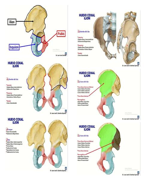 Pelvis | Daniel Orellana | uDocz