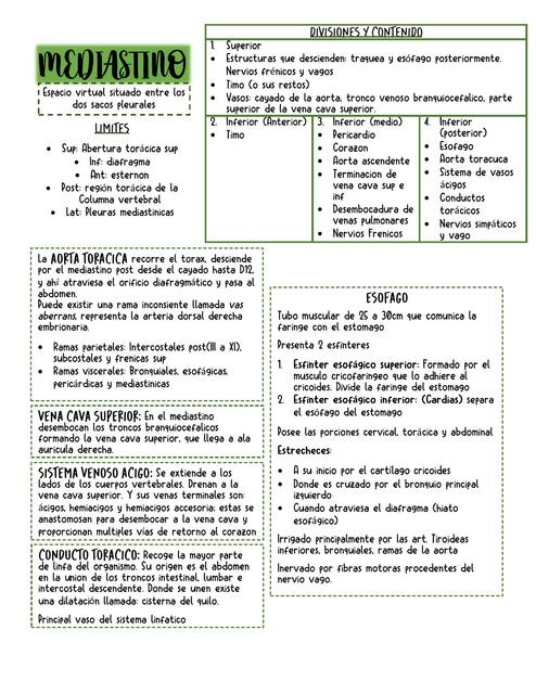 Mediastino | Katherine Sorto | uDocz