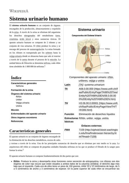 Anatomía del sistema urinario | uDocz