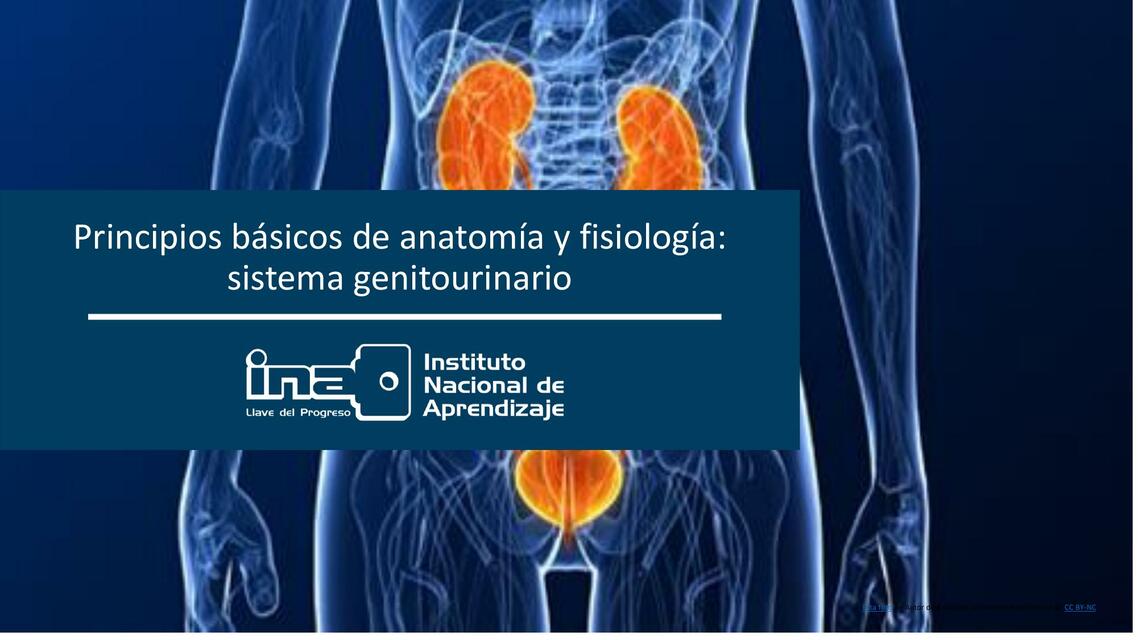 Anatomía y fisiología sistema genitourinario | TextsAnatomia | uDocz
