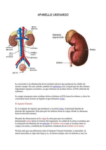 Anatomía del sistema urinario | uDocz