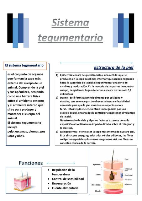 Sistema Tegumentario | IRLAM POOL AREVALO FARFAN | uDocz