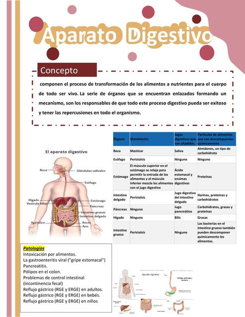 Aparato Digestivo | IRLAM POOL AREVALO FARFAN | uDocz