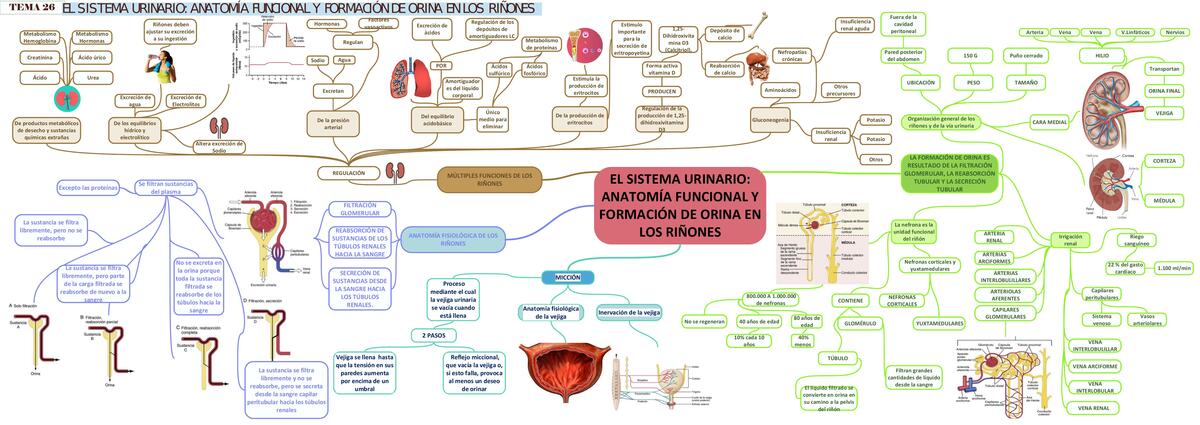 FIsiología I | uDocz