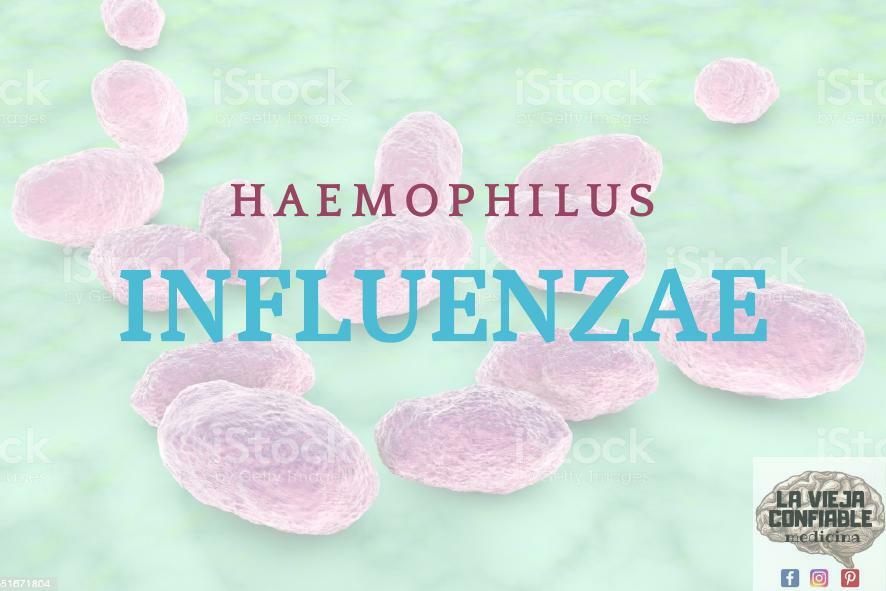 15 Haemophilus Influenzae | CEREBROS MEDICOS | uDocz