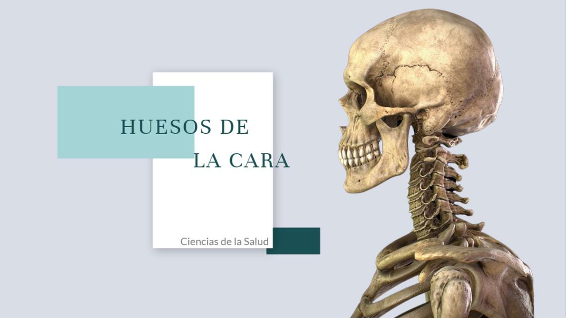 Huesos de la cara | Karla Rueda | uDocz Huesos de la cara | Karla Rueda | uDocz