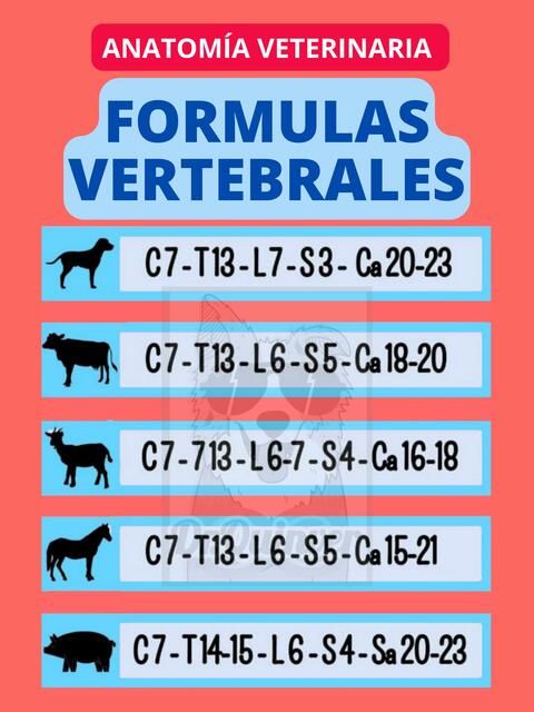 Fórmulas Vertebrales | Dr.Quinver | uDocz