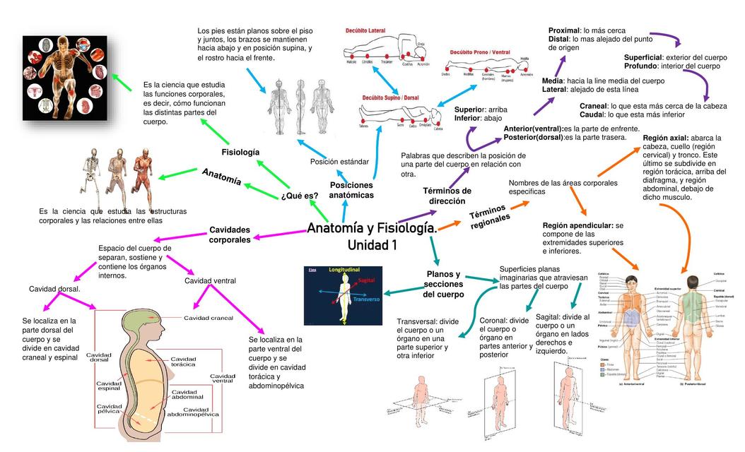 Anatomía y fisiología | GS | uDocz