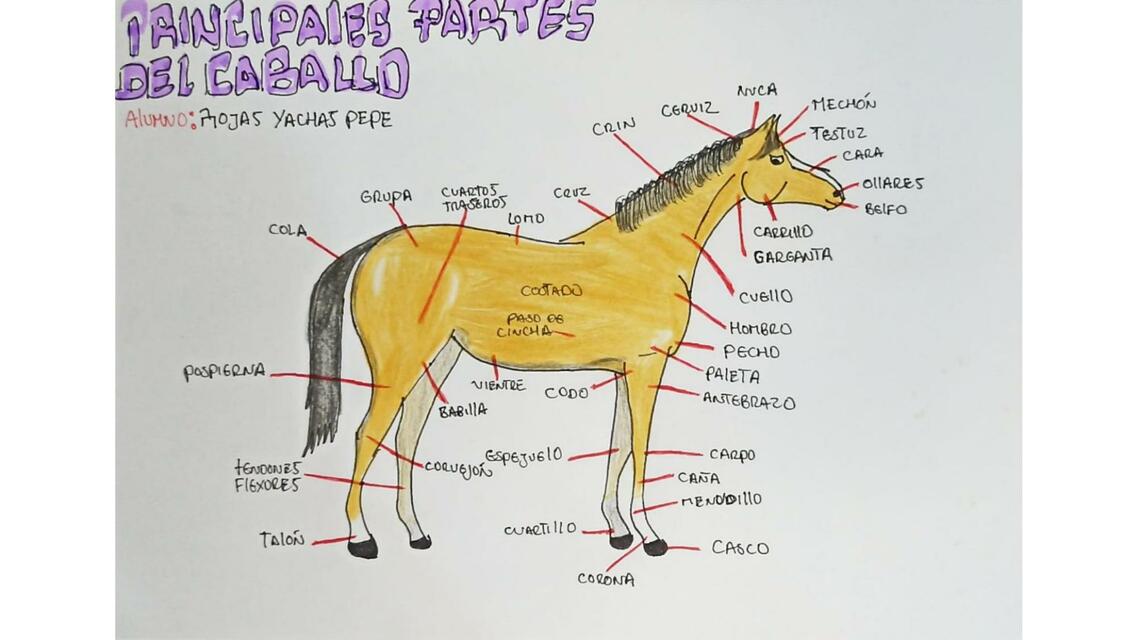 Principales partes del caballo - Pepe Rojas Yachas | STUDIOSUM rojas ...