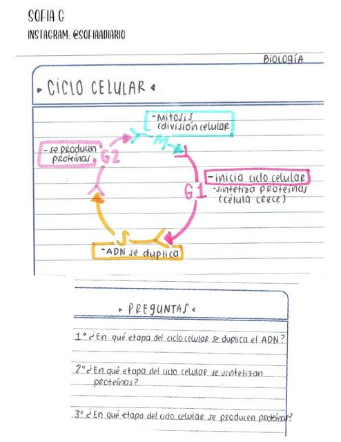 Ciclo celular | sofia g | uDocz