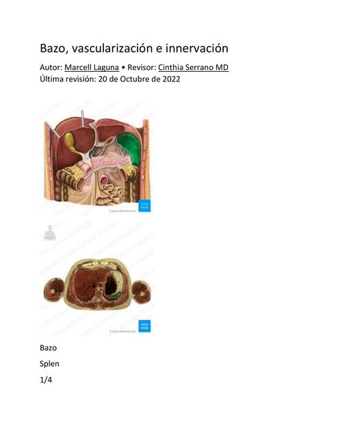 Bazo, Vascularización e Inervación | Medicina y Farmacia | uDocz