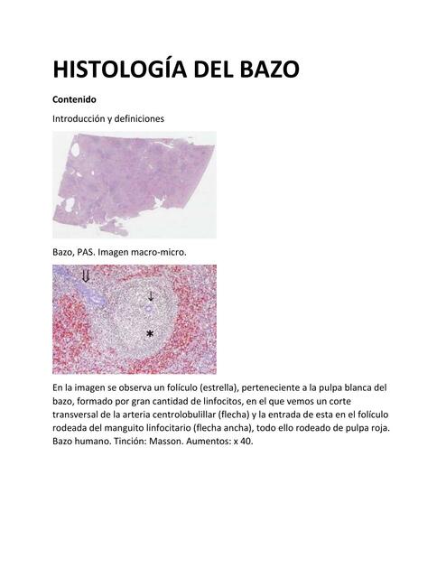 Histología del Bazo | Medicina y Farmacia | uDocz