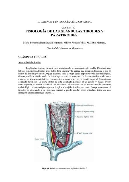Fisiología de las Glándulas Tiroides | Biología General | uDocz