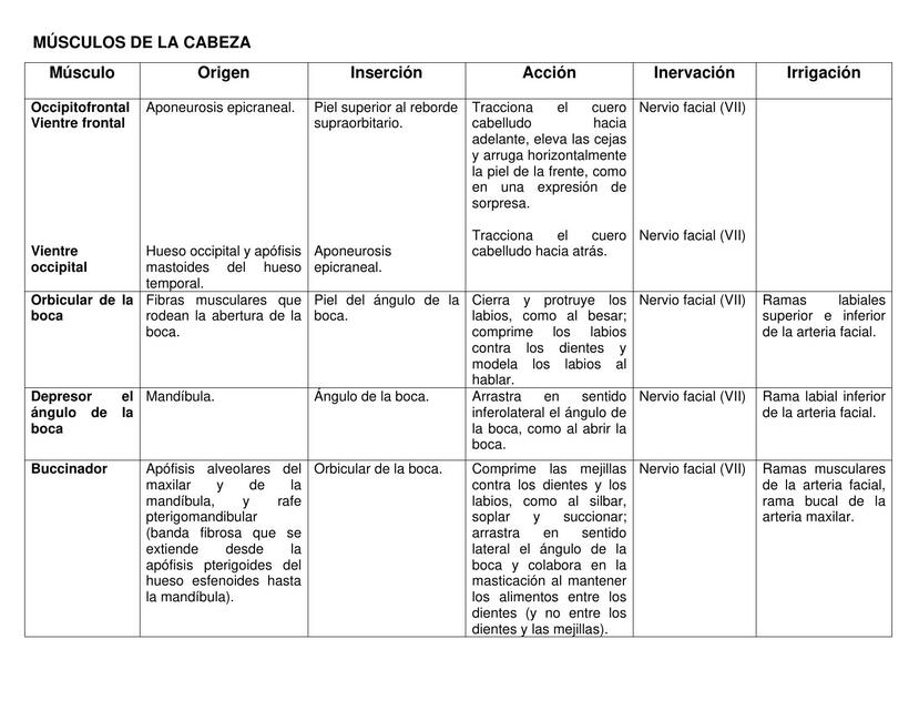 Tabla de Músculos | Ariana Erazo | uDocz