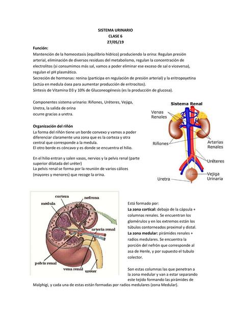 Resumen Sistema Urinario | Elizabeth Arancibia | uDocz