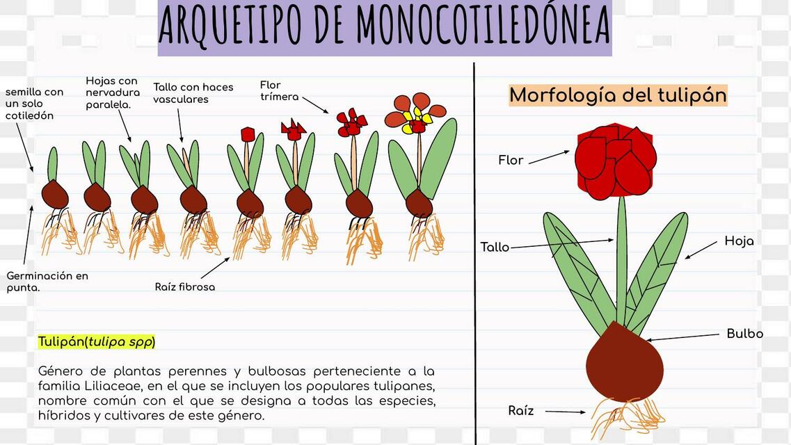 Arquetipo de monocotidelónea | uDocz