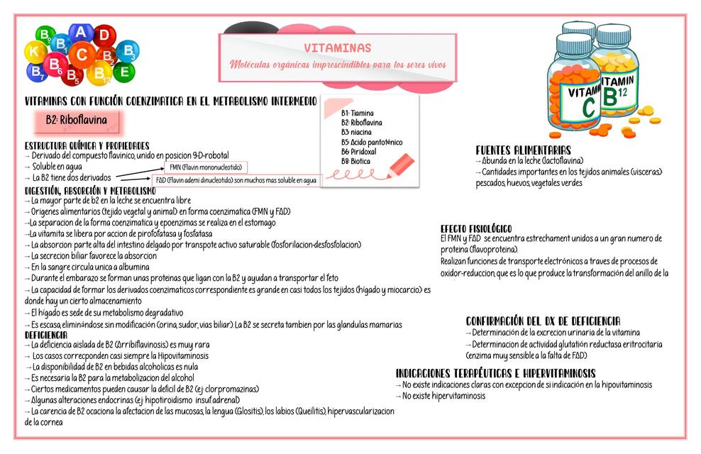Vitamina, B2 Riboflavina | uDocz