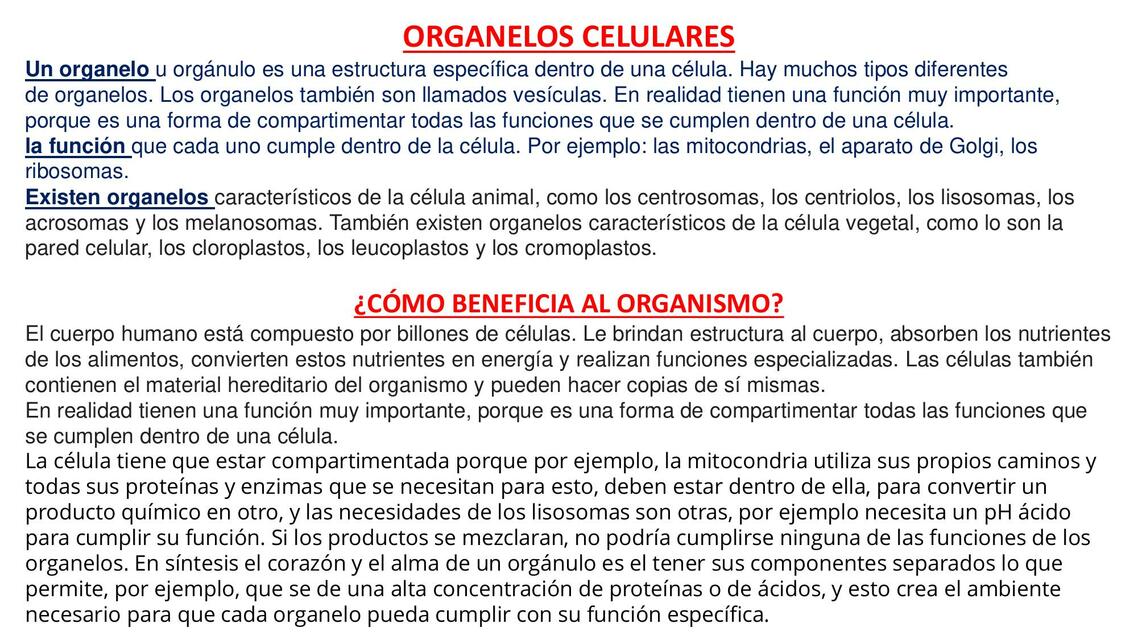 Organelos Celulares Y Sus Funciones Tabla Con Los Organelos Celulares
