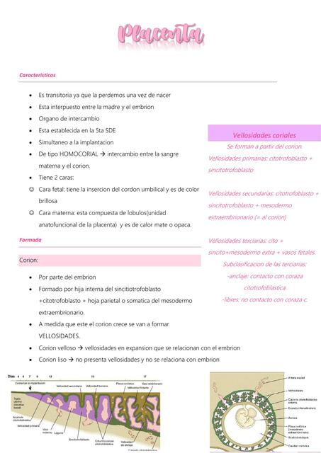 Placenta | Vilu Marchesi | uDocz