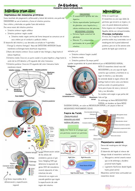 Embriología sistema gastrointestinal | uDocz