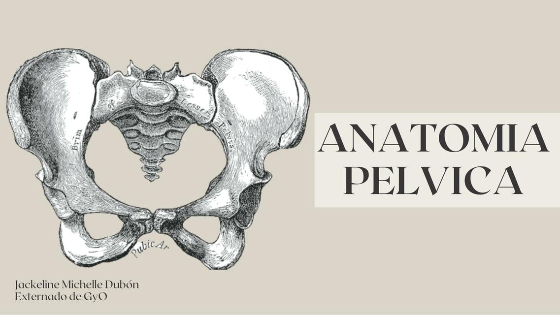 Anatomía Pélvicas Diapositivas | Medi__Tips | uDocz