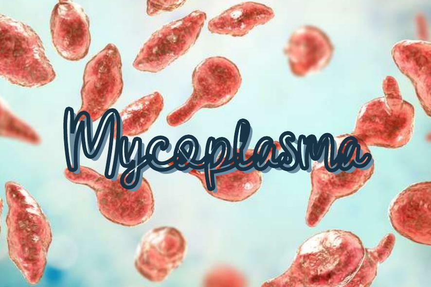 20 Mycoplasma | CEREBROS MEDICOS | uDocz