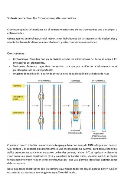 Resumen genética completo parte 5 | Helen | uDocz