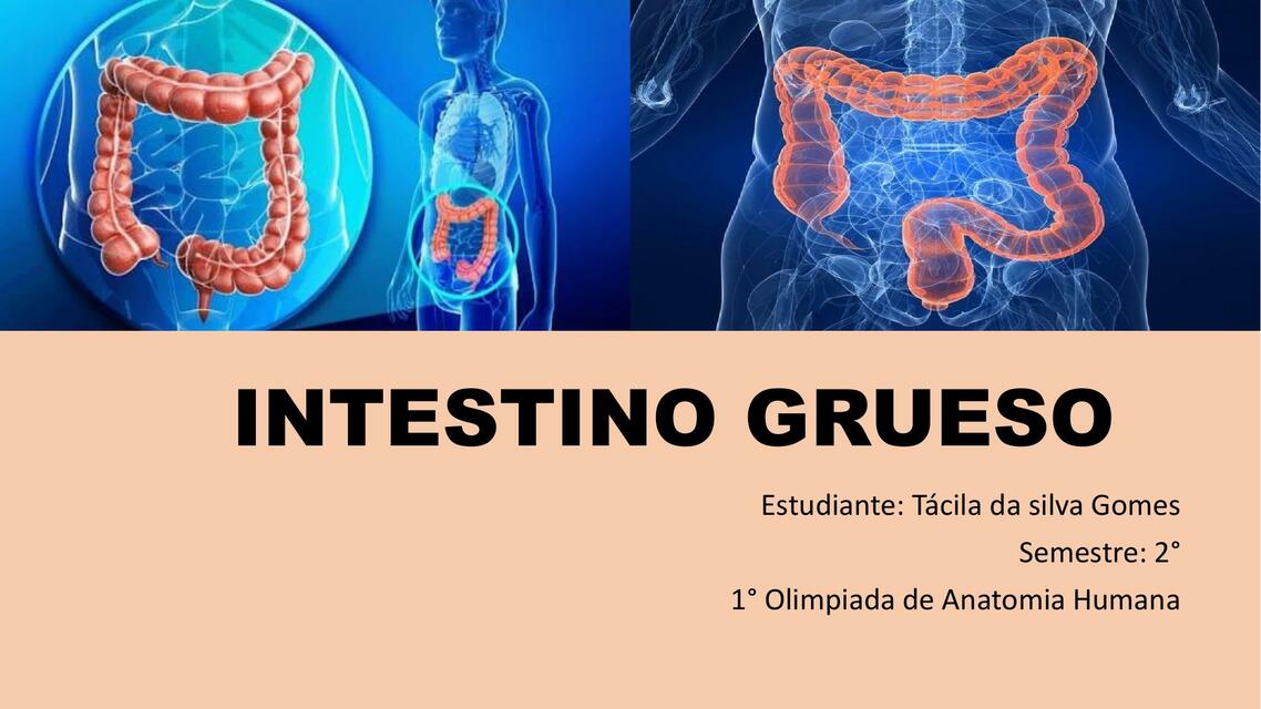 INTESTINO GRUESO olimpiadas | Tácila Da Silva Gomes | uDocz