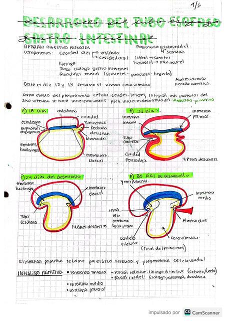 EMBRIOLOGÍA DESARROLLO DEL TUBO ESÓFAGO GASTRO INTESTINAL | APUNTES MED ...