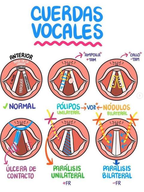 Que Son Las Cuerdas Vocales Y Cuales Son Su Funcion Lgsgkm