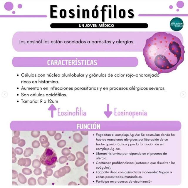 Eosinofilos | YUDOC.ORG | uDocz