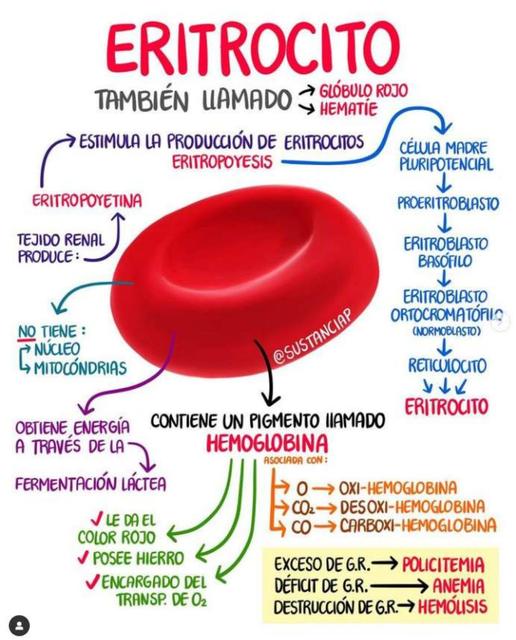 Eritrocitos | YUDOC.ORG | uDocz