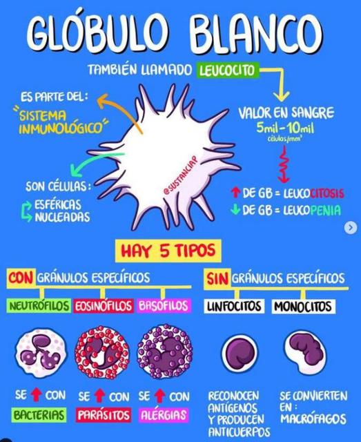 Glóbulo Blanco | YUDOC.ORG | uDocz